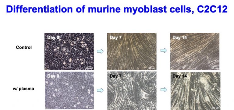 Cell growth control using atmospheric pressure plasma | Kumagai Laboratory, Dept. of Electrical ...